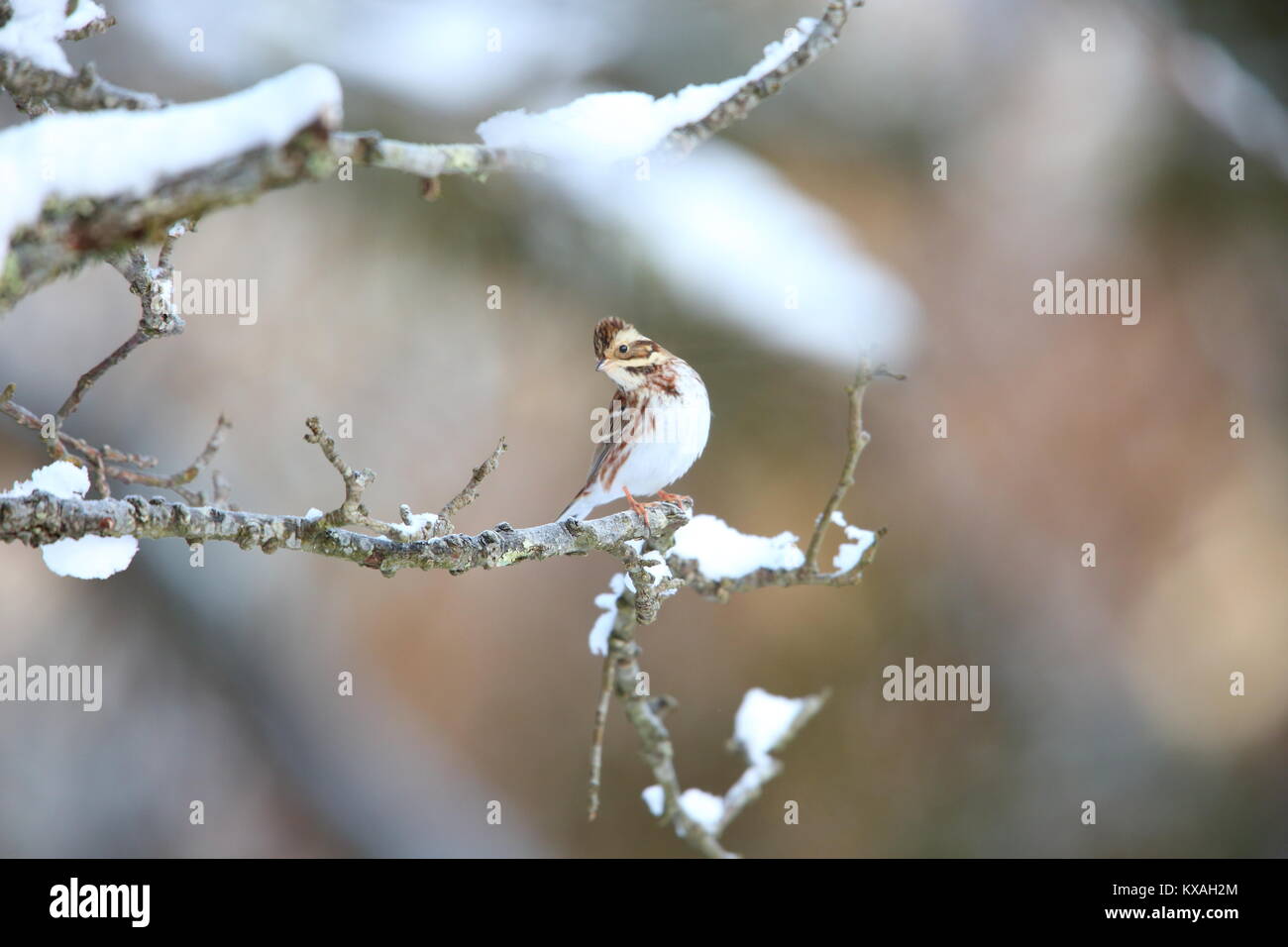 Rustic bunting (Emberiza rustica) in Japan Stock Photo - Alamy