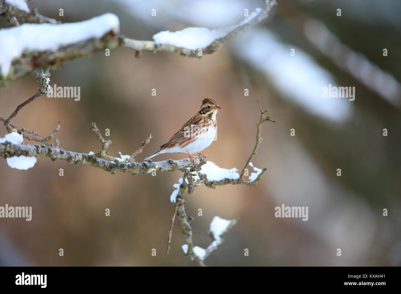 Rustic bunting (Emberiza rustica) in Japan Stock Photo - Alamy