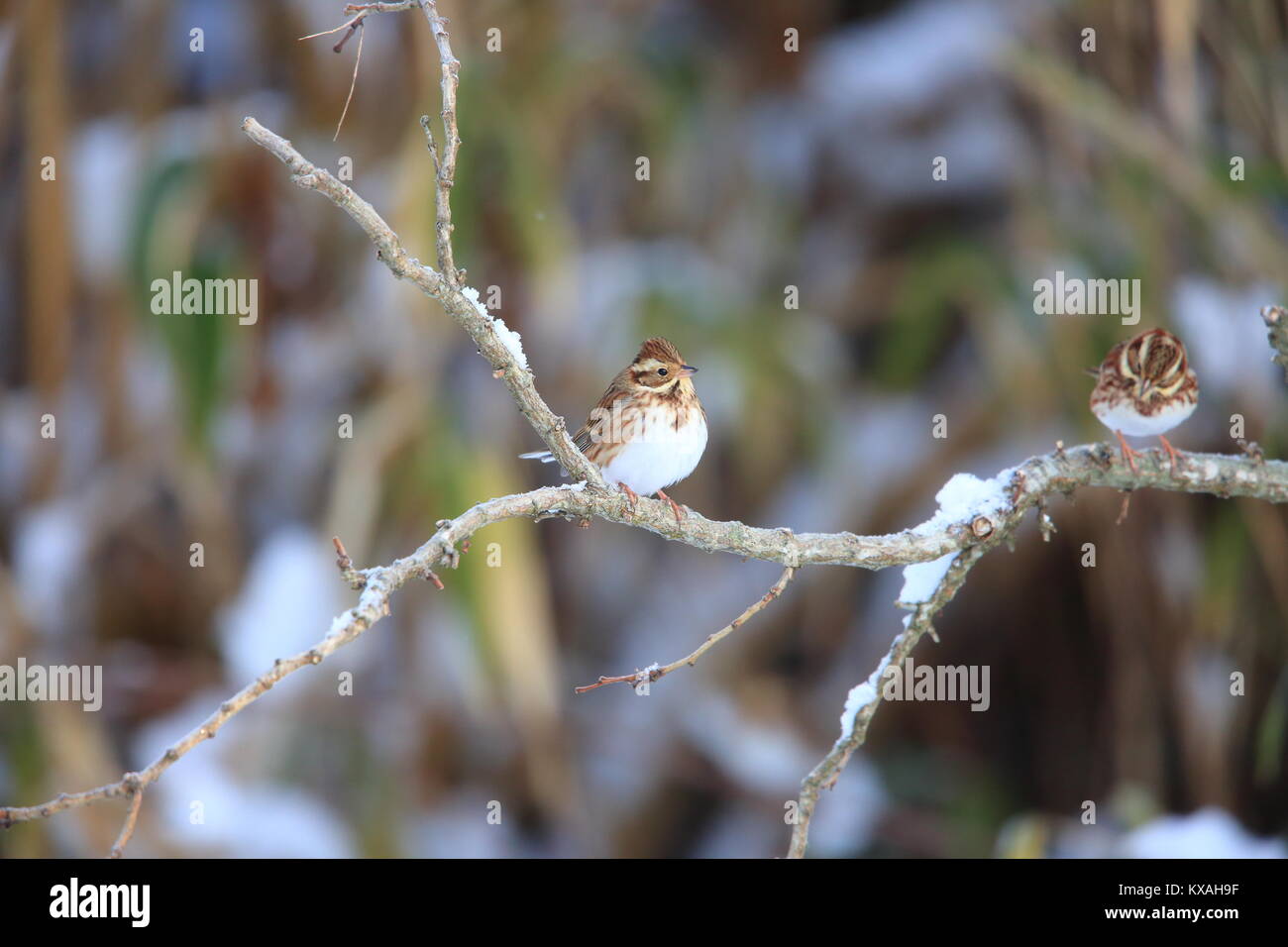 Rustic bunting (Emberiza rustica) in Japan Stock Photo - Alamy