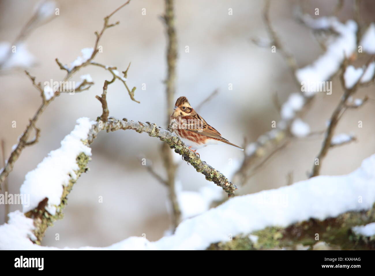 Rustic bunting (Emberiza rustica) in Japan Stock Photo - Alamy