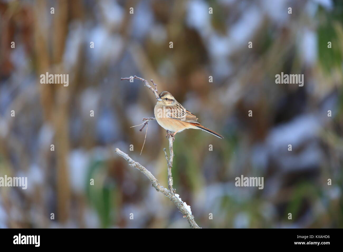 Meadow Bunting (Emberiza cioides) in Japan Stock Photo - Alamy