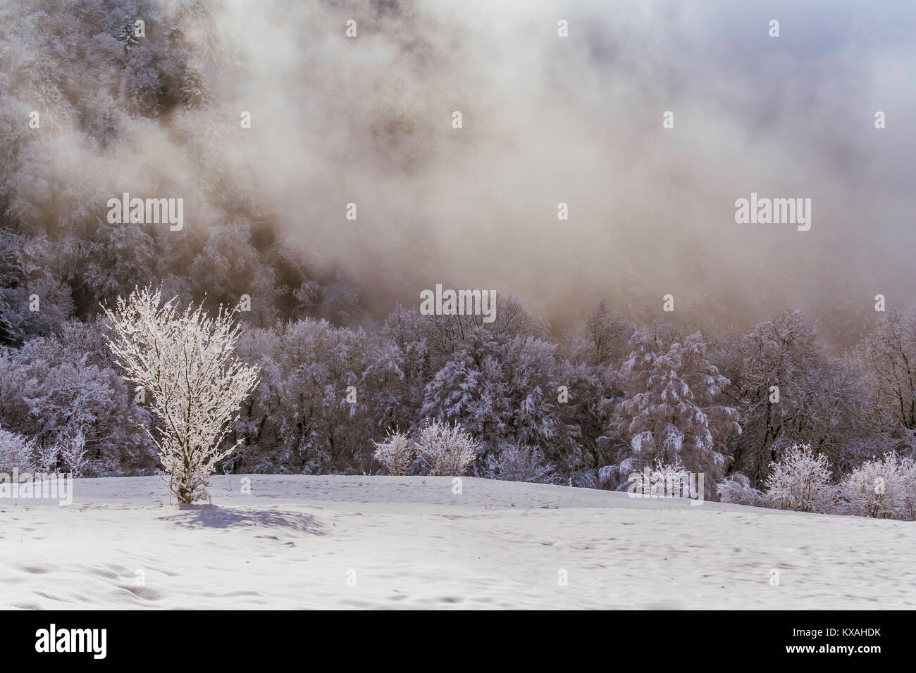 Winter landscape, vegetation covered with snow in a cloud Stock Photo ...