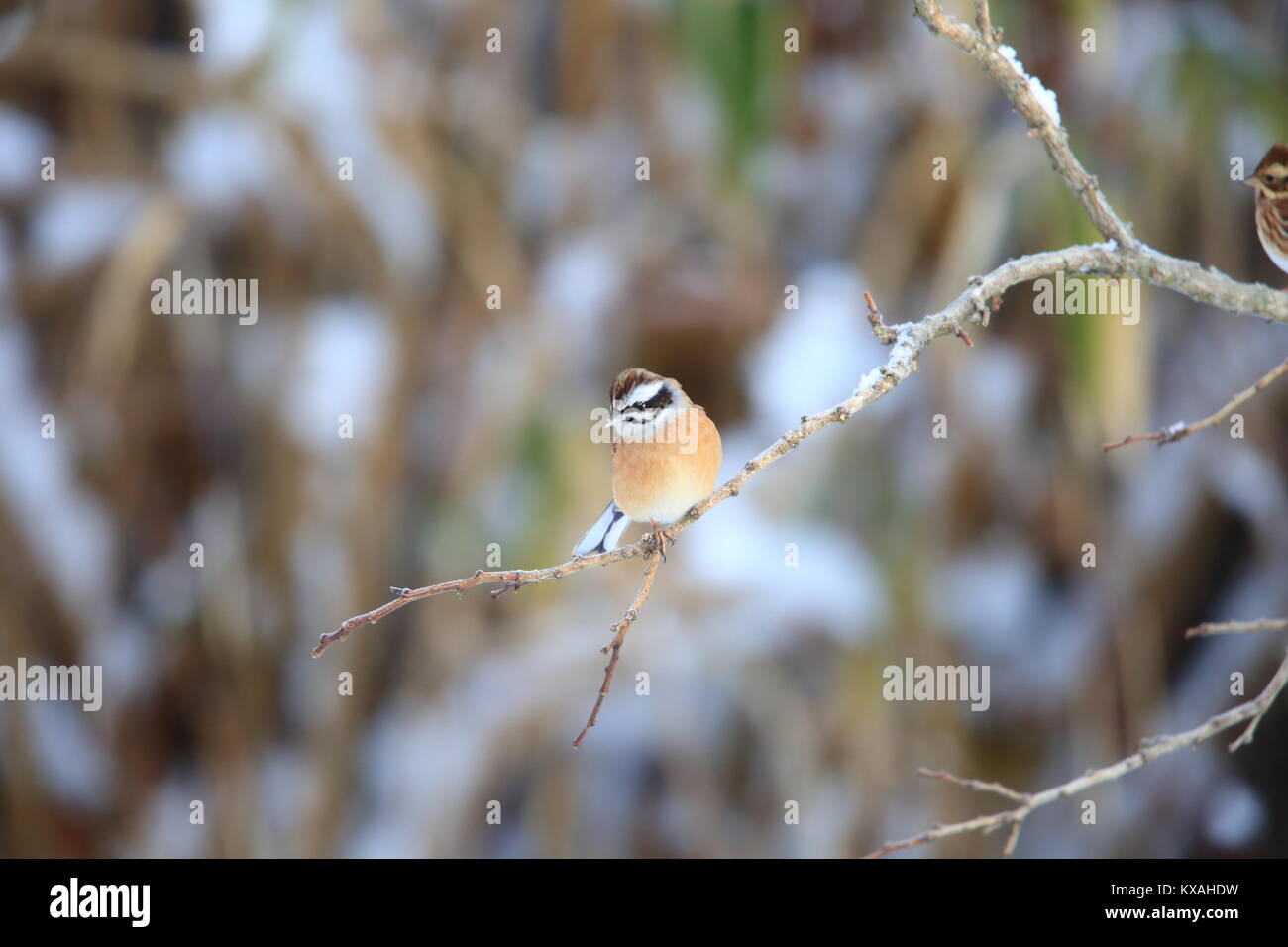 Meadow Bunting (Emberiza cioides) in Japan Stock Photo - Alamy