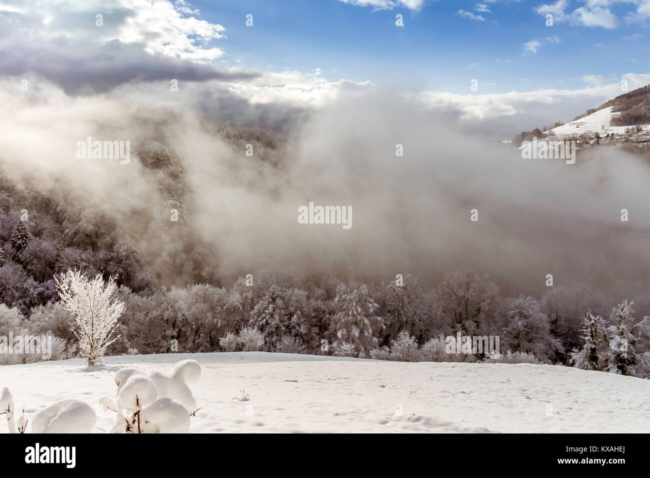 Winter landscape, vegetation covered with snow in a cloud Stock Photo ...