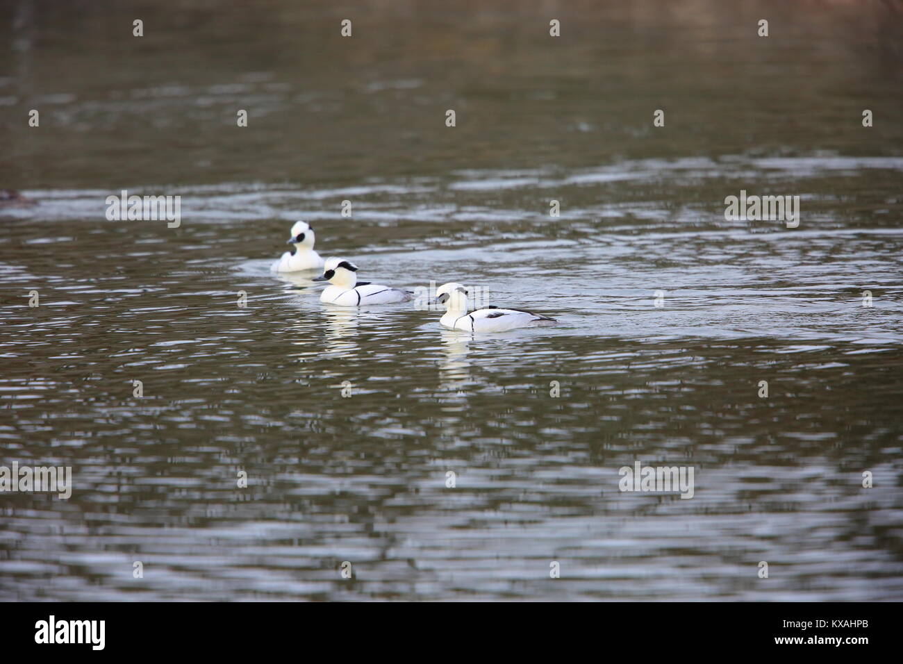 Smew (Mergus albellus) in Japan Stock Photo - Alamy