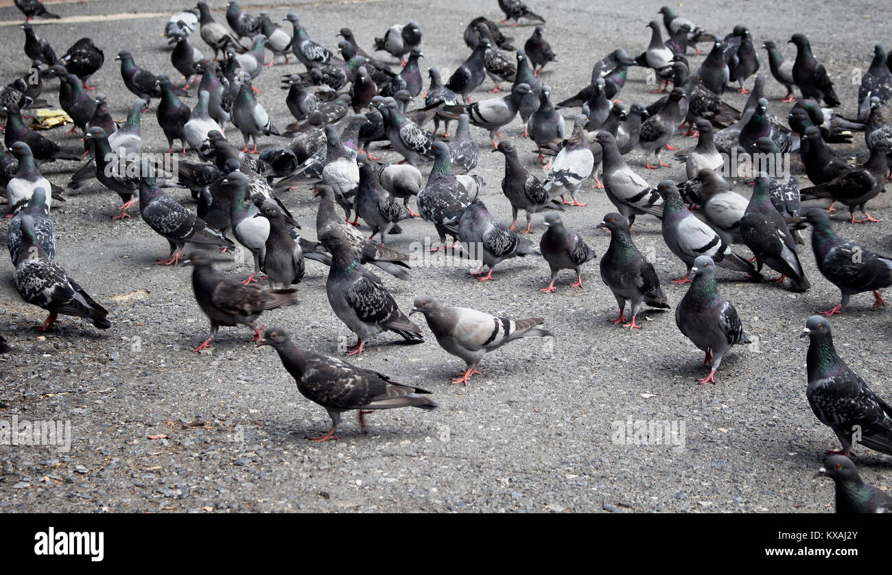 Many pigeons on ground Stock Photo - Alamy