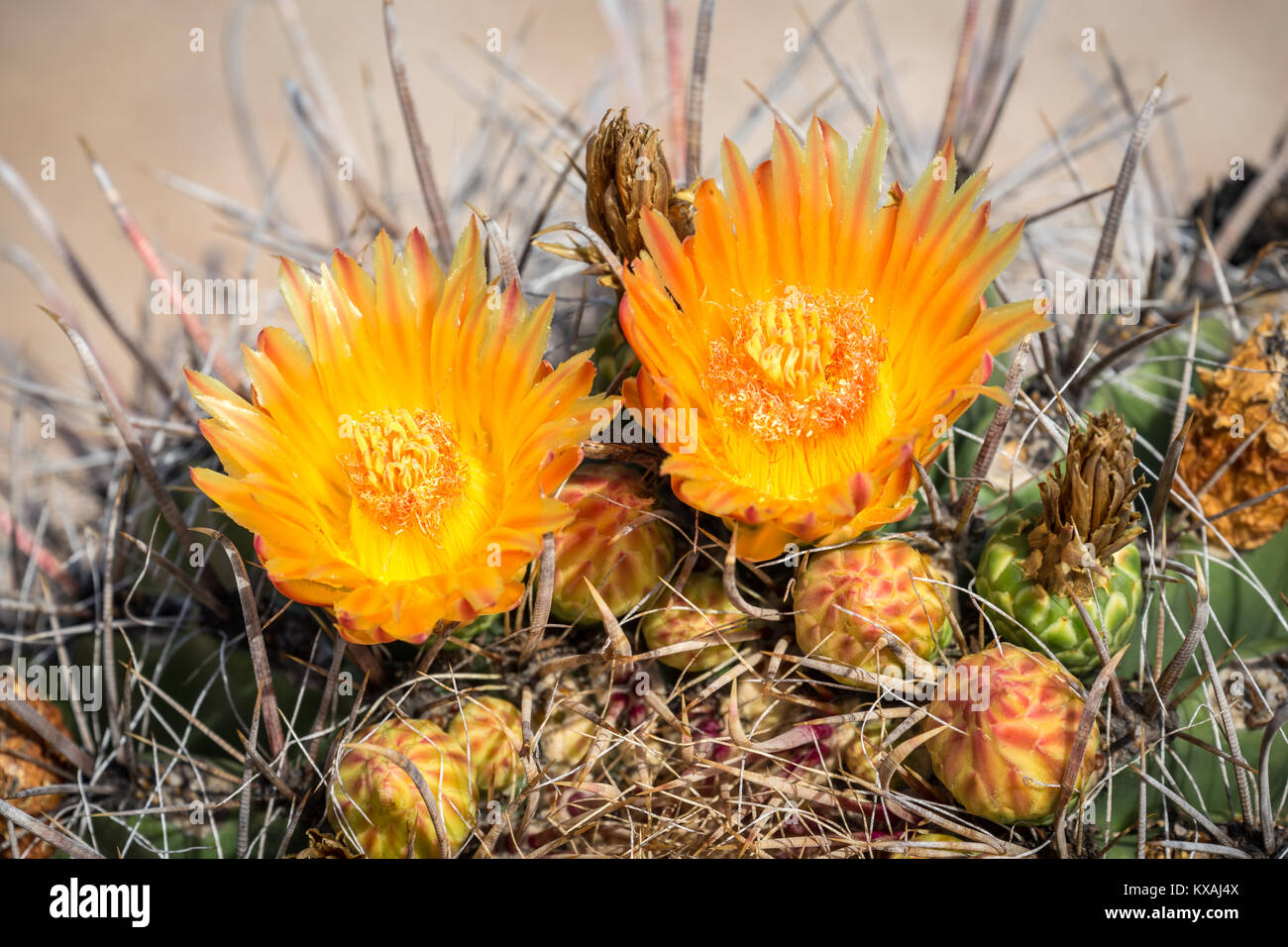 Fishhook barrel cactus hi-res stock photography and images - Alamy