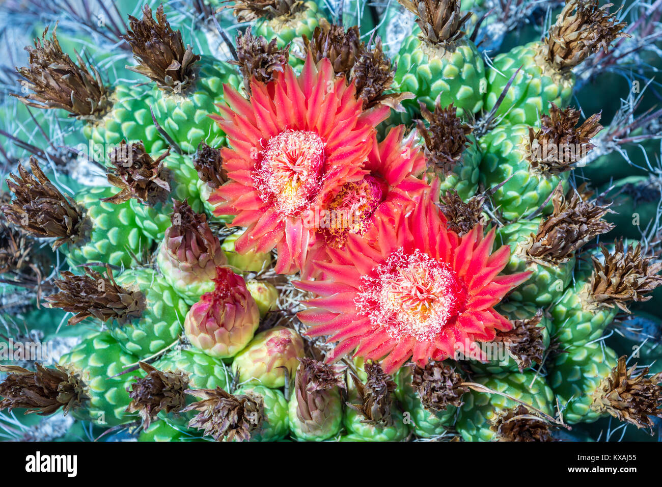 Fishhook barrel cactus hi-res stock photography and images - Alamy