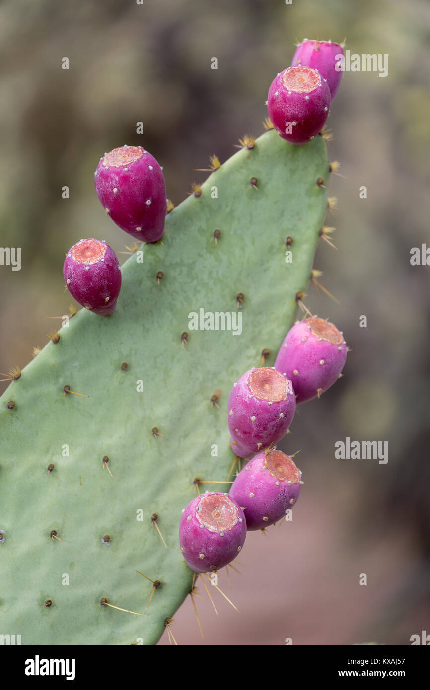 Engelmann's Prickly Pear (Opuntia engelmannii) with pink cactus fruits ...
