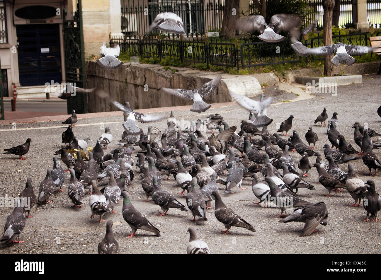 Pigeons crowd street group eat hi-res stock photography and images - Alamy