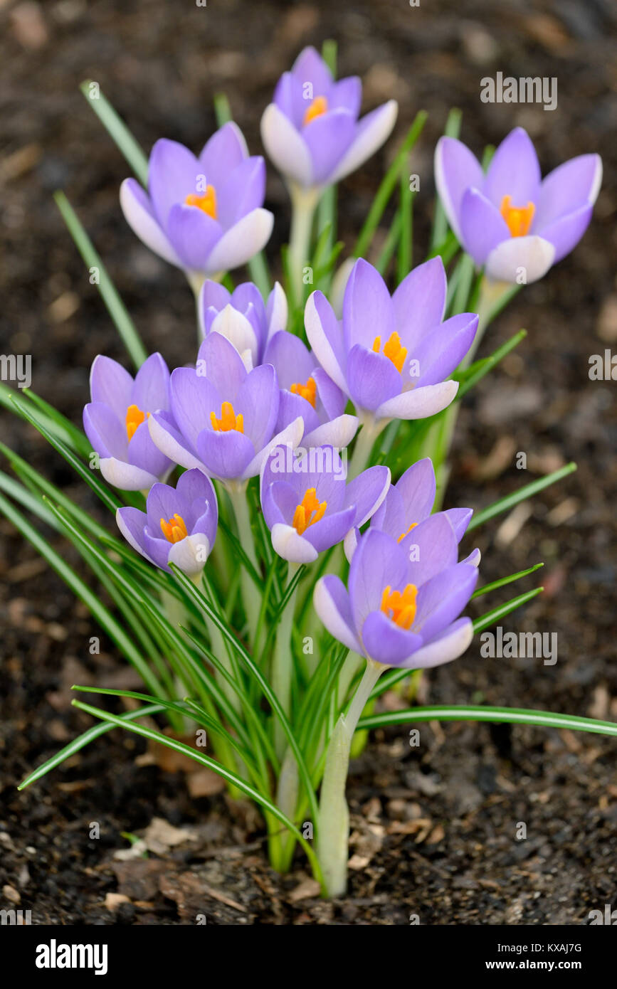 Purple Crocuses (Crocus sp.), Germany Stock Photo - Alamy