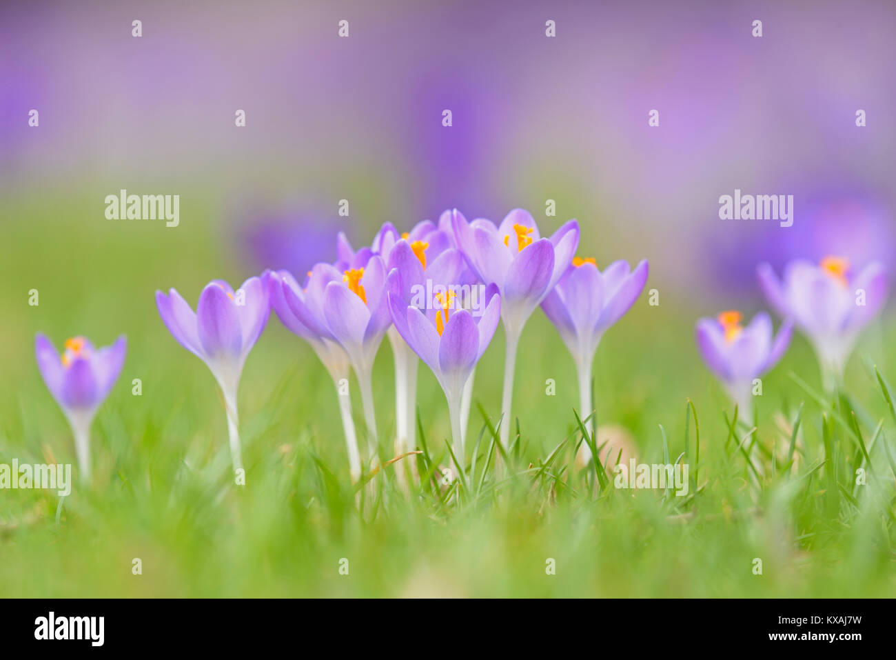 Purple Crocuses (Crocus sp.) in a meadow, Germany Stock Photo - Alamy
