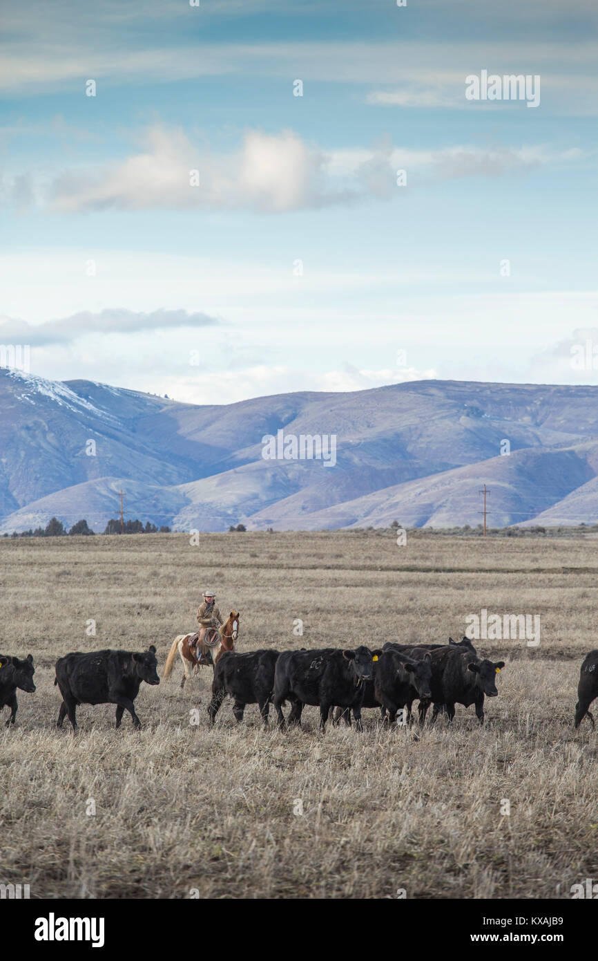 Clouds over rancher herding cattle on horseback, Oregon, USA Stock ...