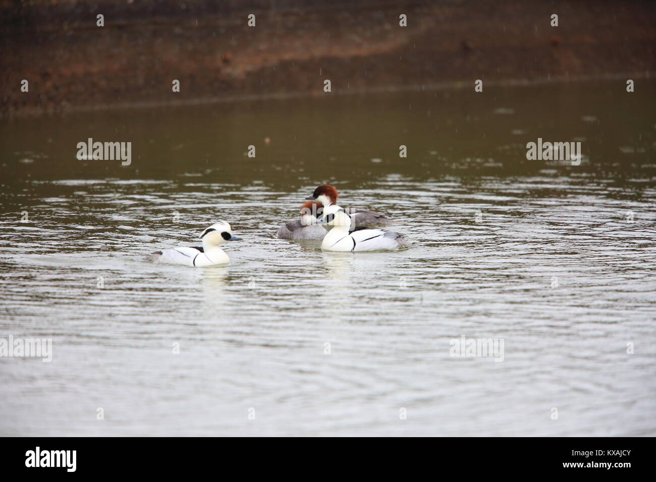 Smew (Mergus albellus) in Japan Stock Photo - Alamy