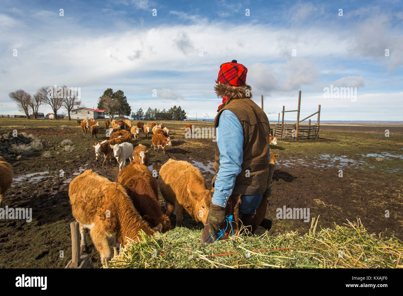 Rancher giving hay to cattle, Grass Valley, Oregon, USA Stock Photo - Alamy