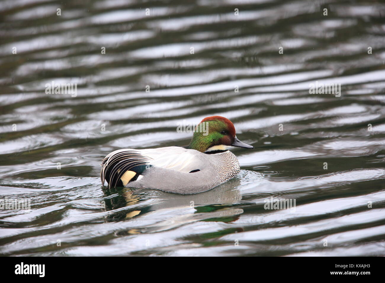 Falcated duck (Anas falcata) in Japan Stock Photo - Alamy