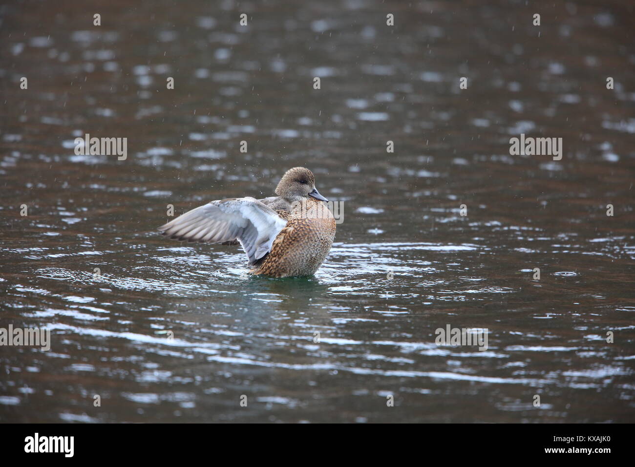 Falcated duck (Anas falcata) in Japan Stock Photo - Alamy