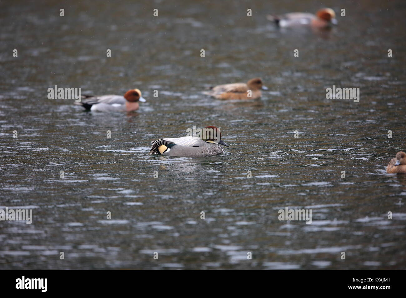 Falcated duck (Anas falcata) in Japan Stock Photo - Alamy