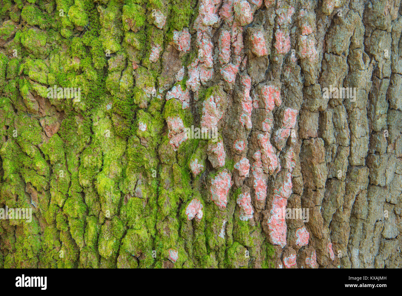 Baton Rouge Lichen (Cryptothecia rubrocincta ) and moss growing on Live ...