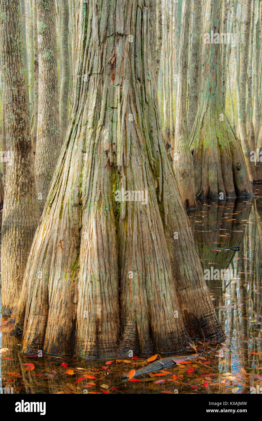 Autumn, Bald Cypress (Taxodium distchum), Pond Cypress (Taxodium ...