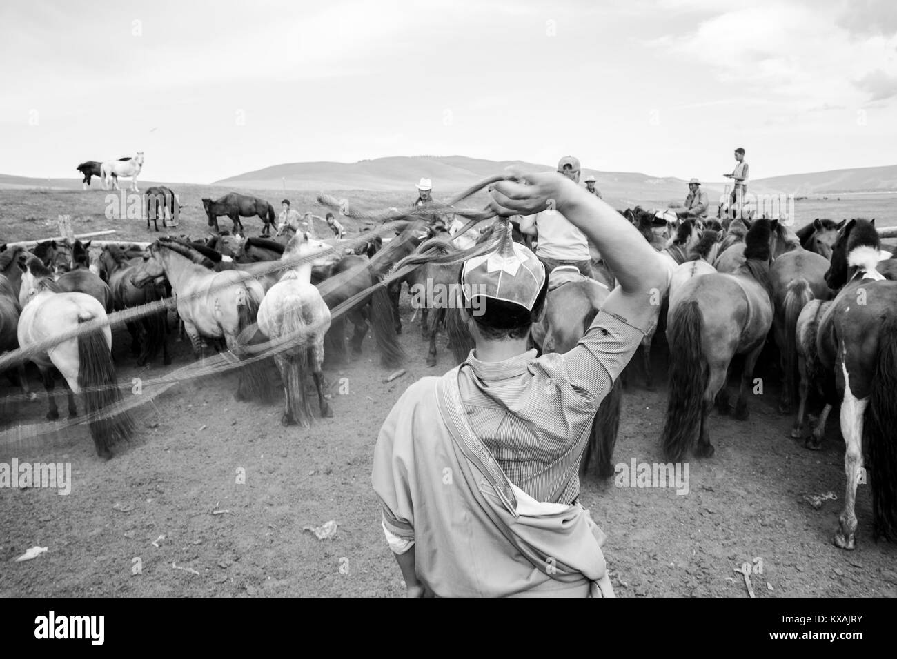Mongolia horseman lassoing horse hi-res stock photography and images ...