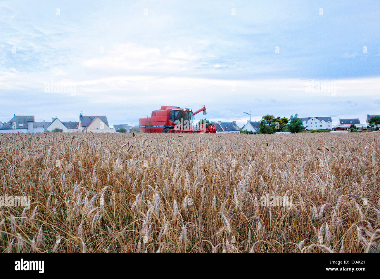Harvesting of grain time, a combine harvester that goes through the ...