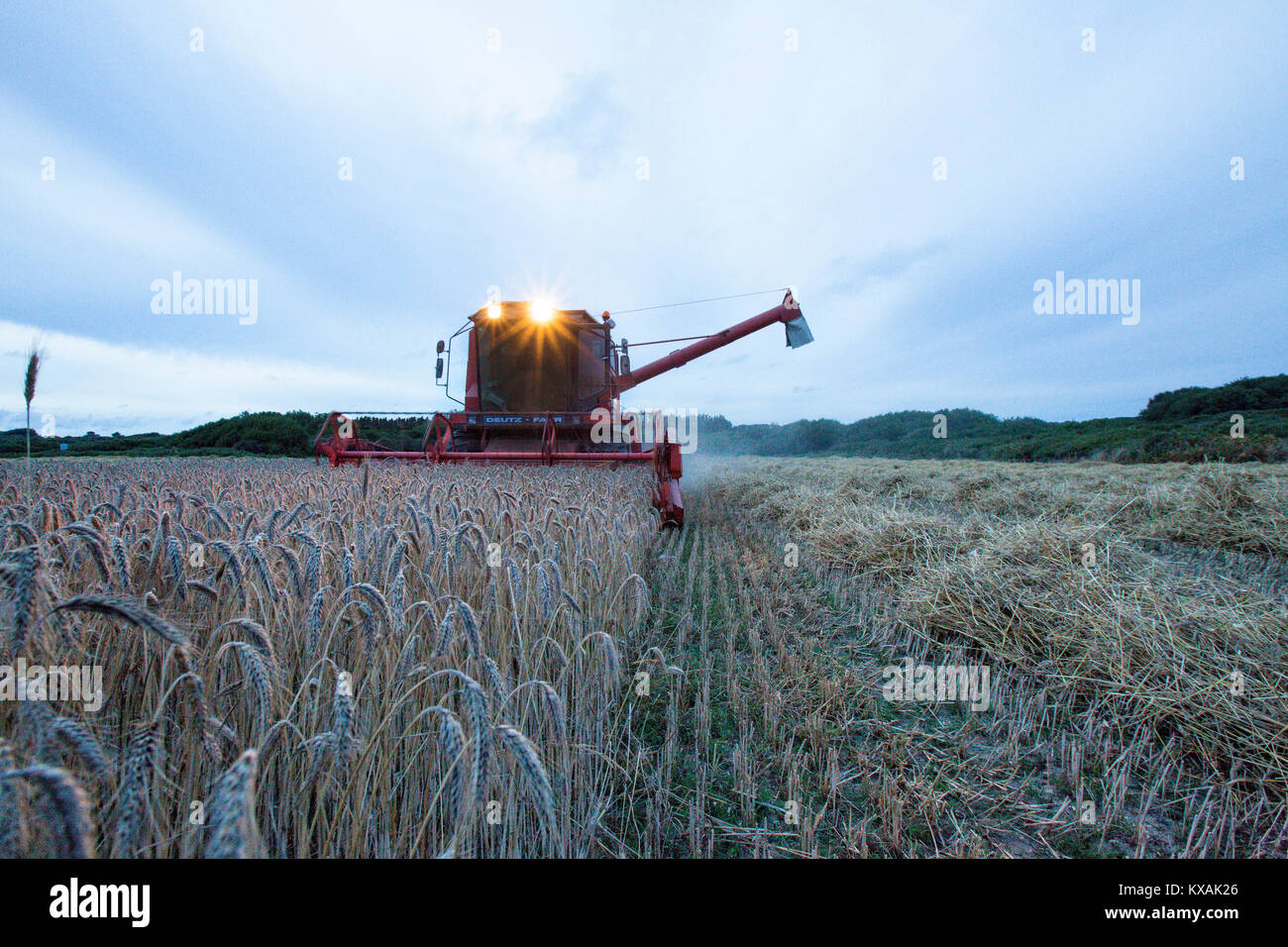 Harvesting of grain time, a combine harvester that goes through the ...