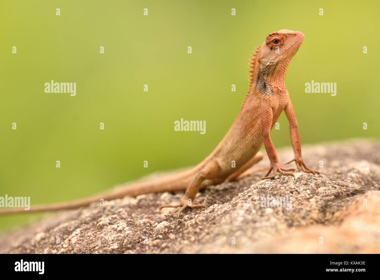 Male Oriental Garden Lizard (calotes versicolor) on rock, SonTra, Da ...