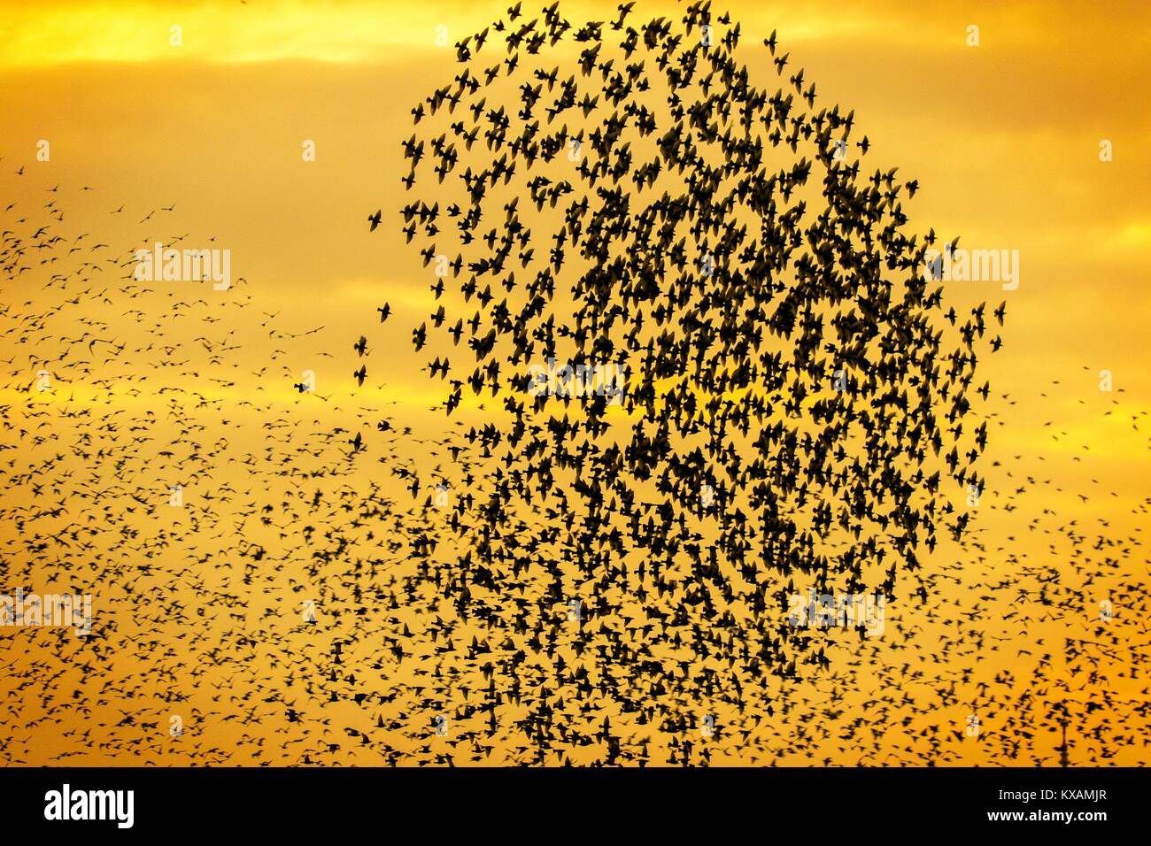 flock fly animal starling flight swarm bird dusk murmuration blackpool ...