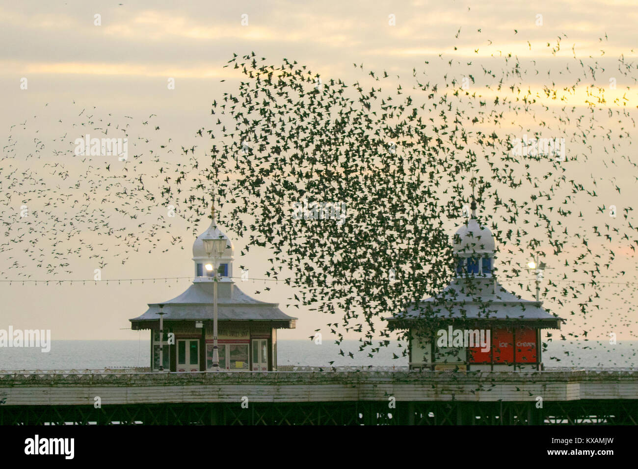 flock fly animal starling flight swarm bird dusk murmuration blackpool ...