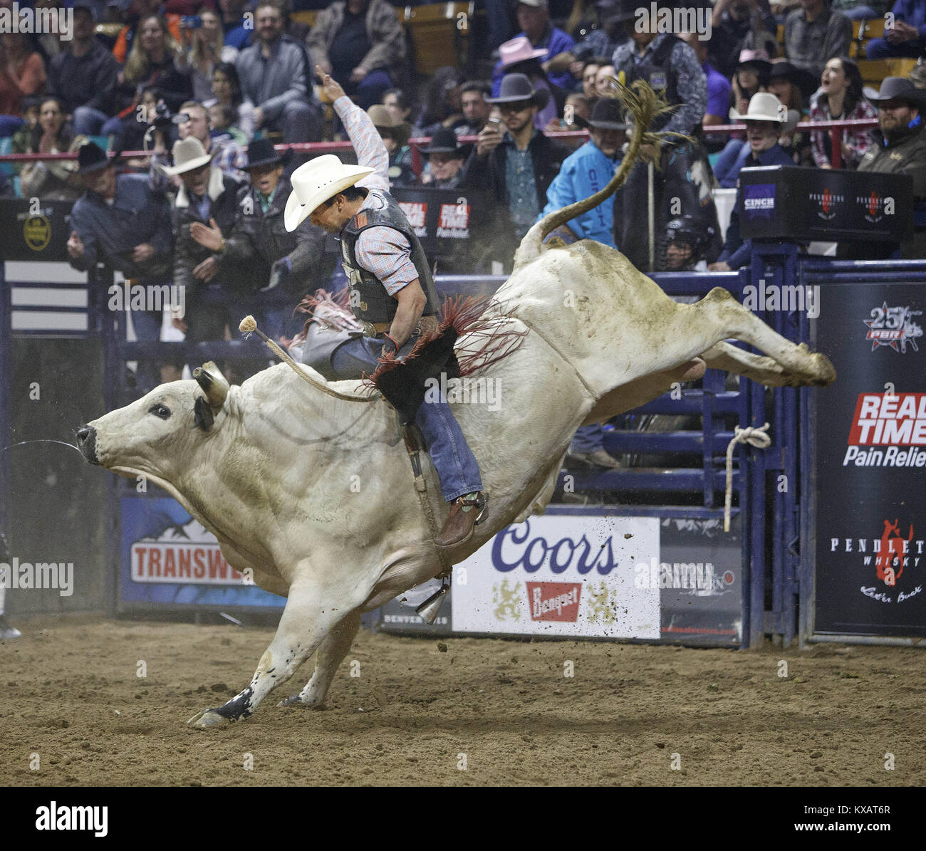 Bull blanco hi-res stock photography and images - Alamy