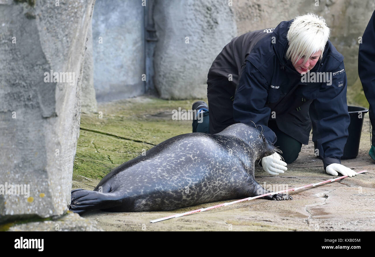 Bremerhaven, Germany. 09th Jan, 2018. The animal keeper Pamela Casper ...
