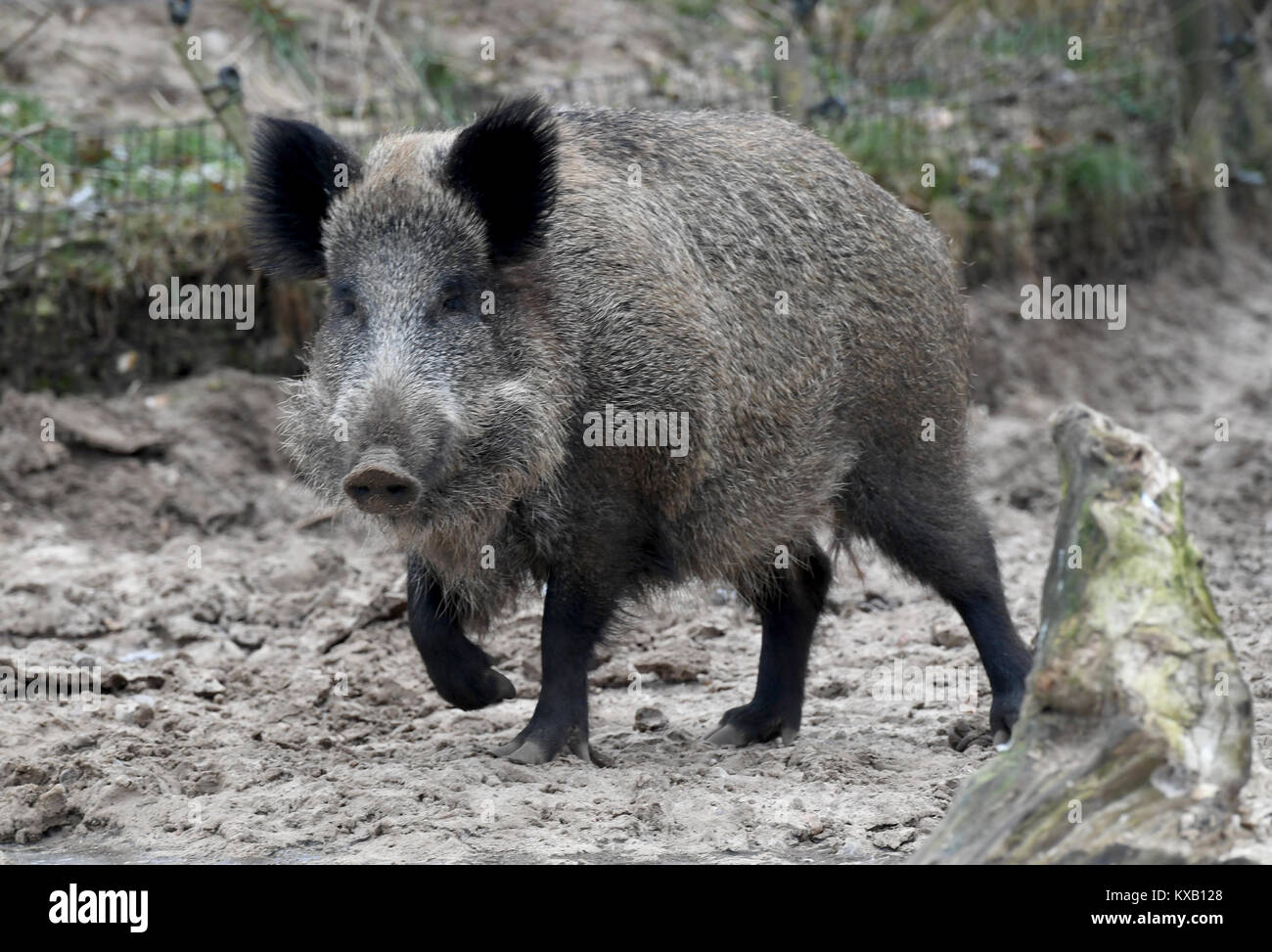Warder, Germany. 09th Jan, 2018. A boar stand in an enclosure of the ...