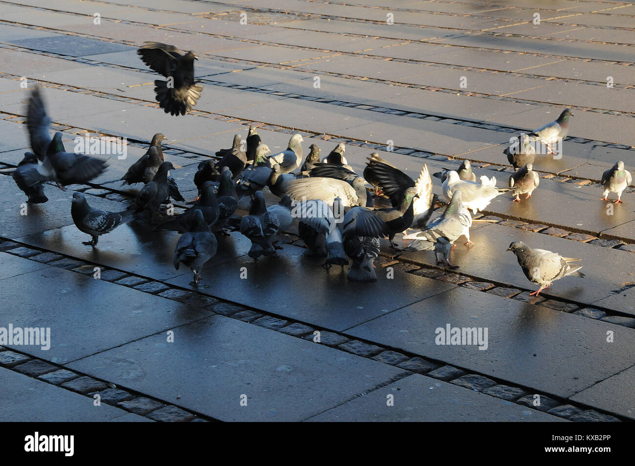 Copenhagen, Denmark. 9th Jan, 2018. Pigeons freeze in cold winter ...