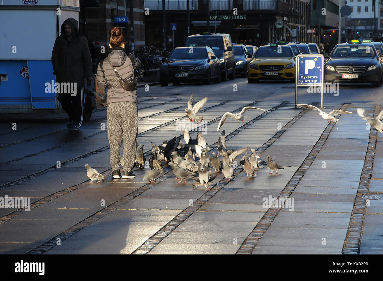 Copenhagen, Denmark. 9th Jan, 2018. Pigeons freeze in cold winter ...