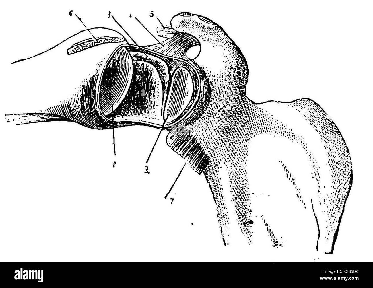 Anatomical study collection Cut Out Stock Images & Pictures - Alamy