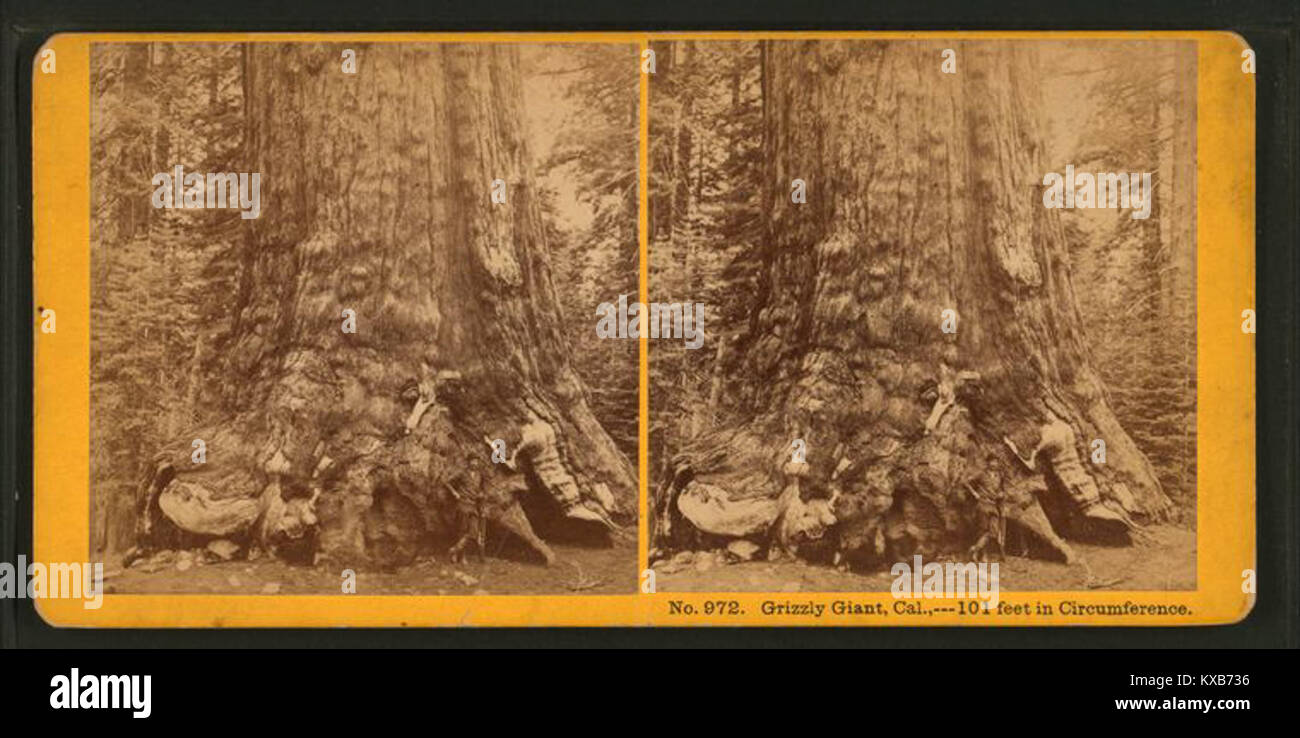Measuring the circumference of tree hi-res stock photography and images ...
