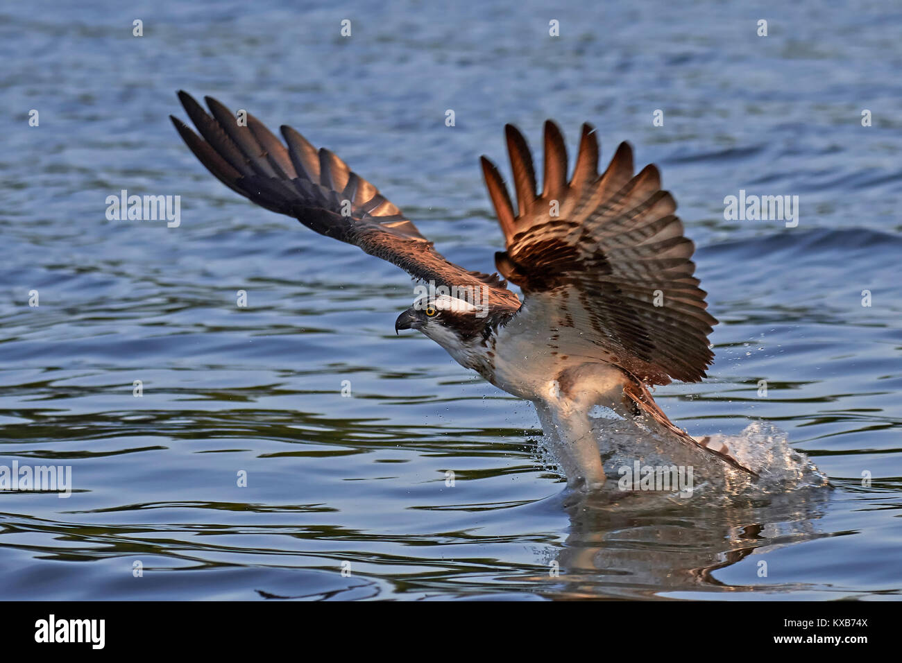 Osprey in flight in its natural habitat Stock Photo - Alamy