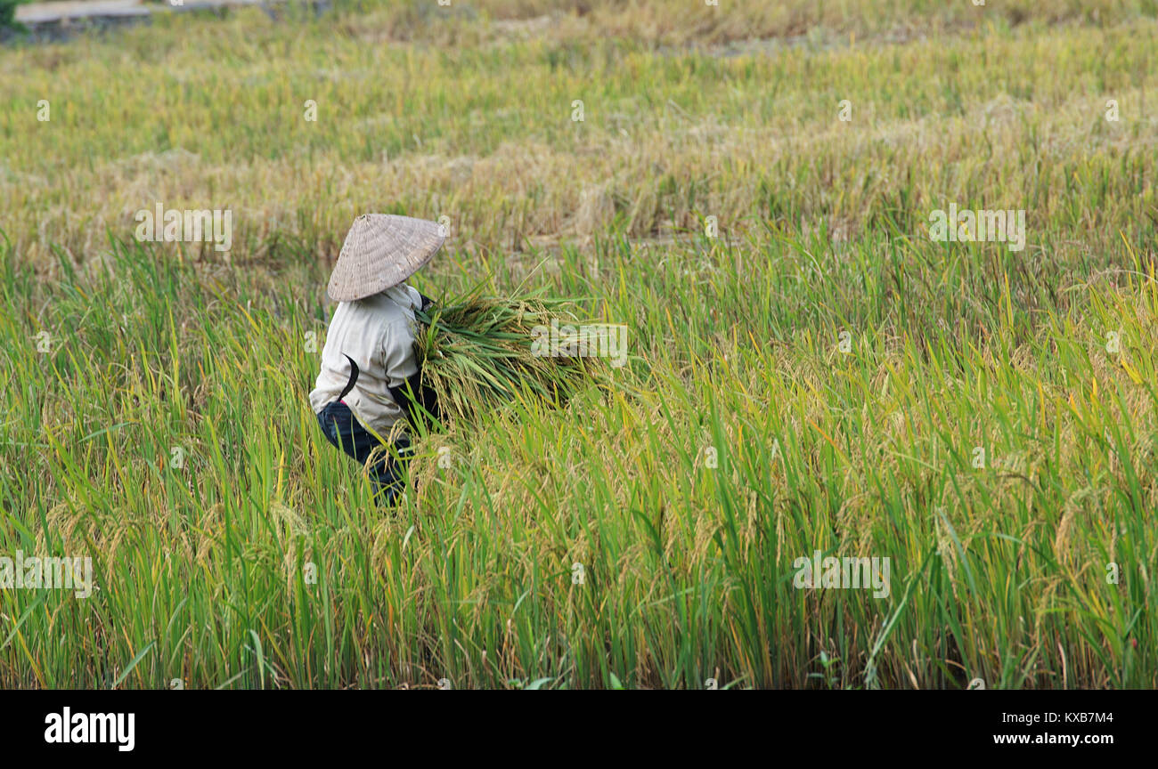 Vietnamese worker in a rice fields Stock Photo - Alamy