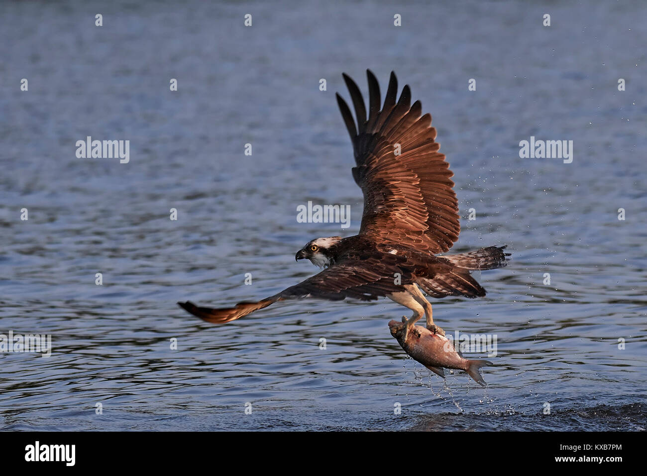 Osprey in flight in its natural habitat Stock Photo - Alamy