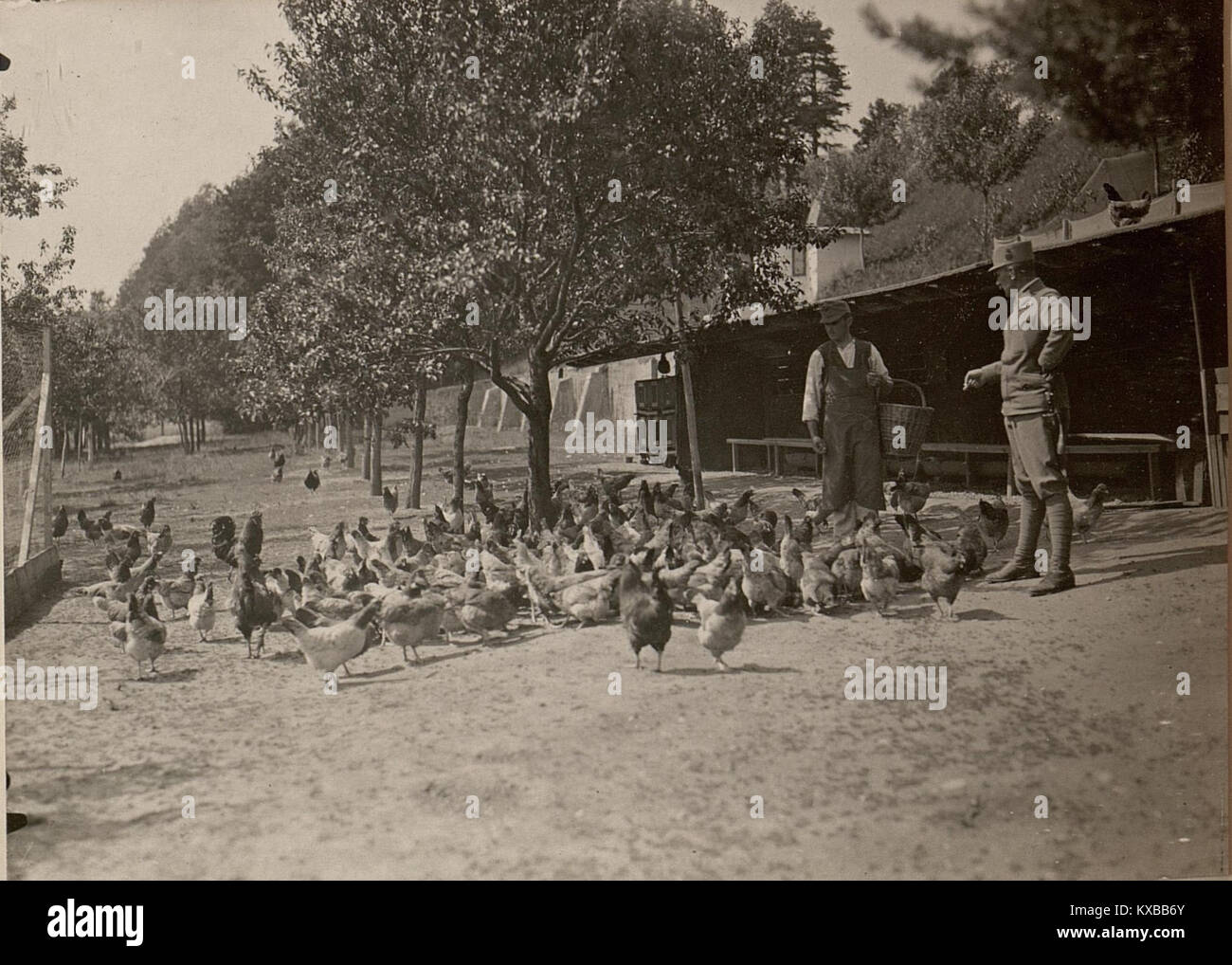 A 1916 photograph of a poultry farm near Villach, Austria, showing the ...