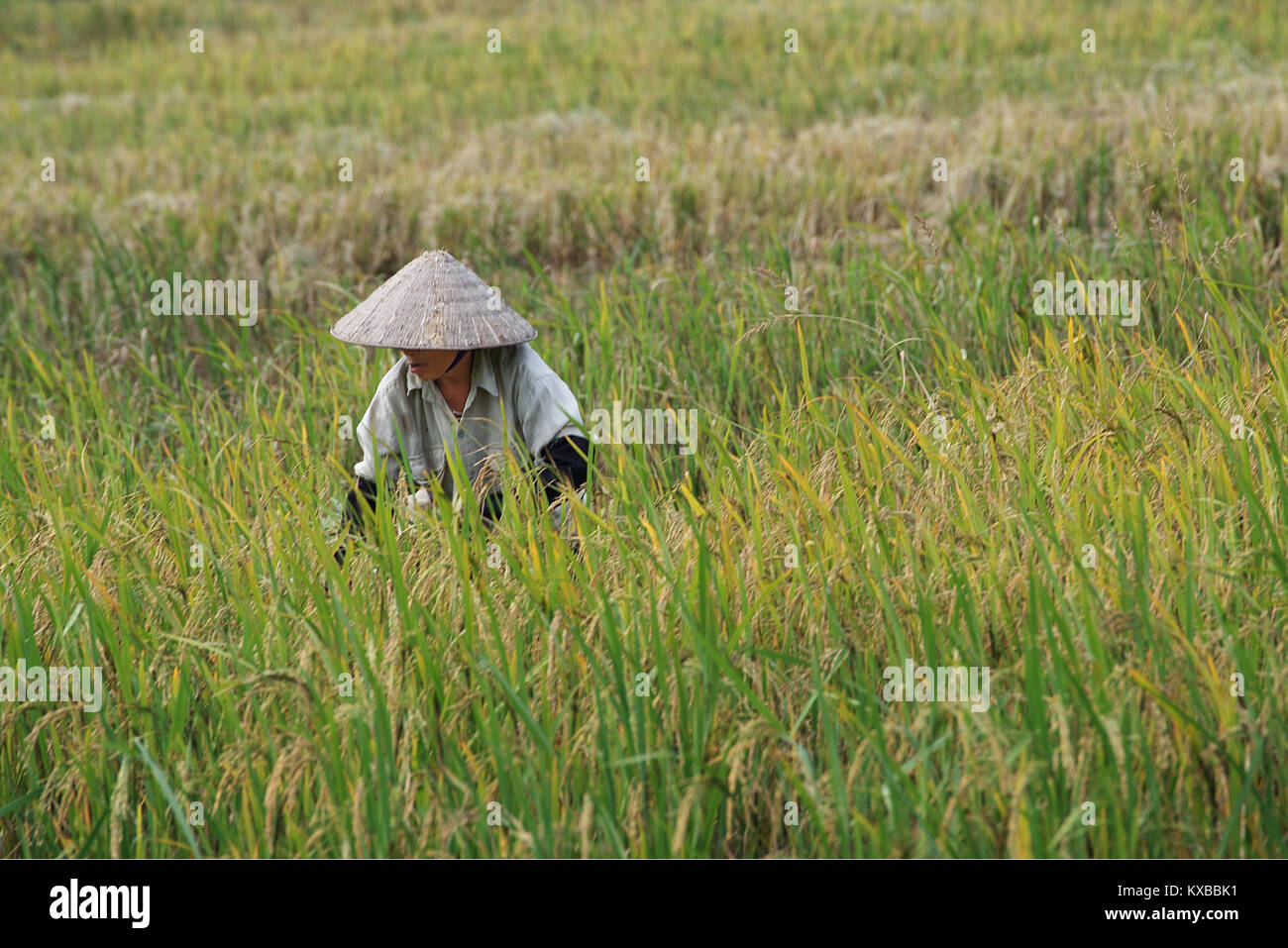 Vietnam person working in a rice fields Stock Photo - Alamy
