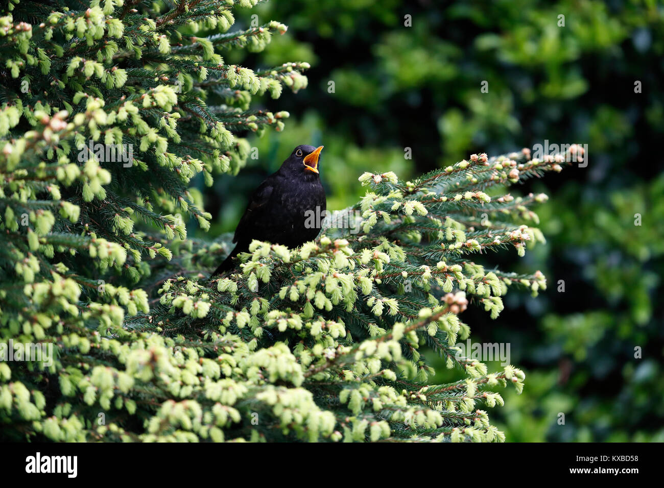A male blackbird in a garden Stock Photo - Alamy