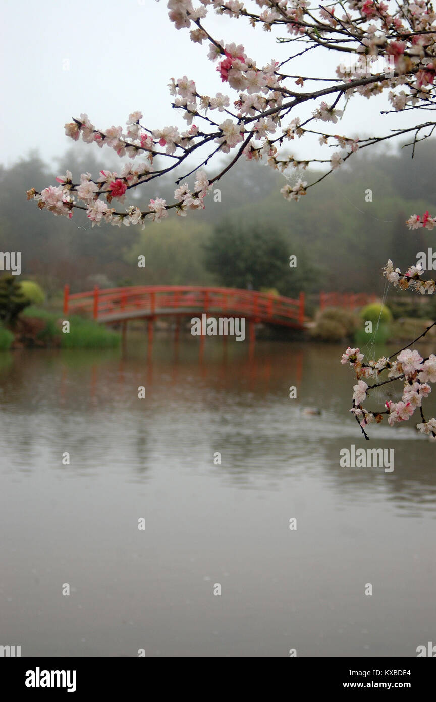 Scene in Japanese Garden, Toowoomba, Queensland, Australia Stock Photo ...