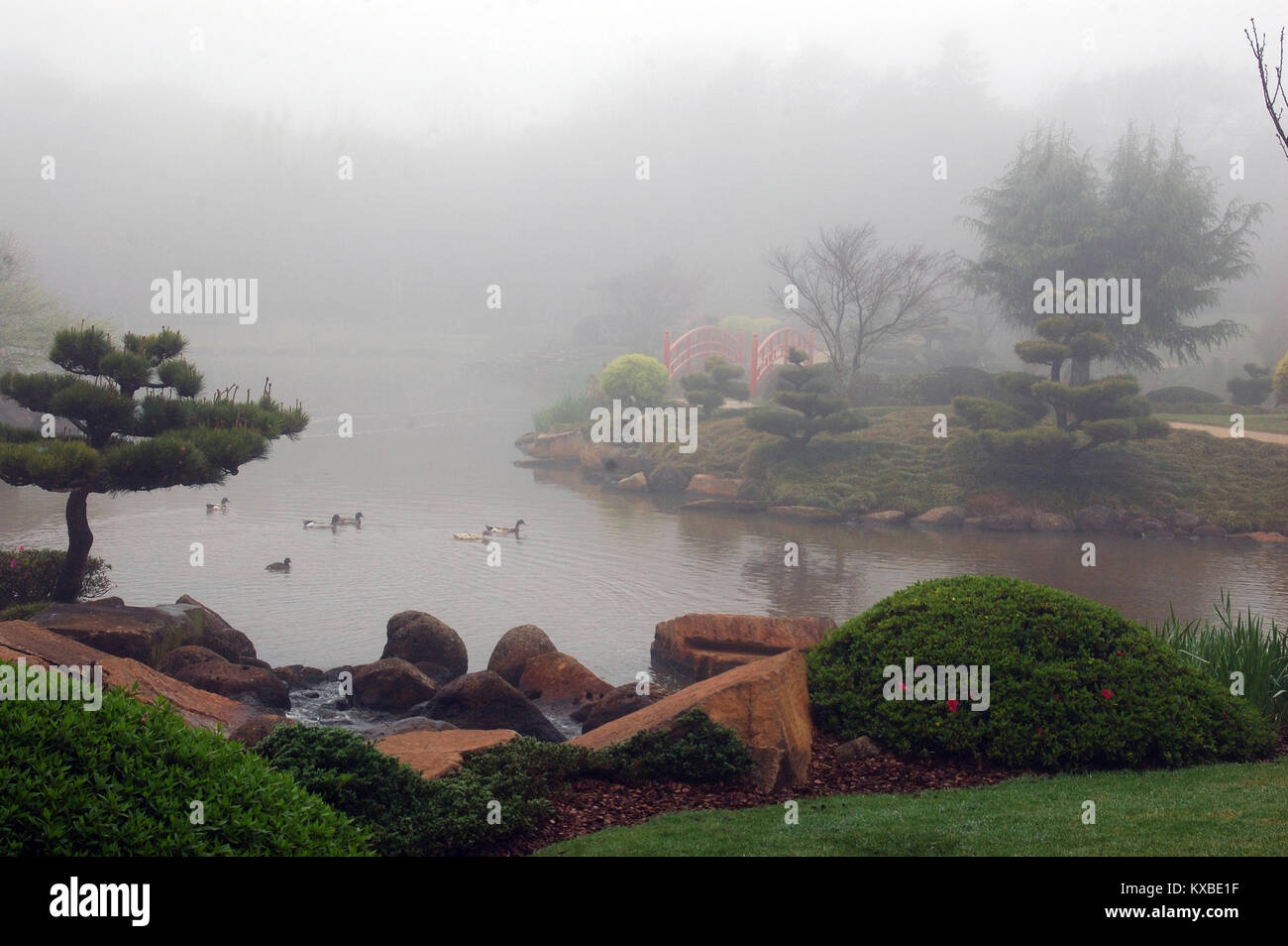 Ducks and Nikki bridges in Japanese Garden, Toowoomba, Queensland ...