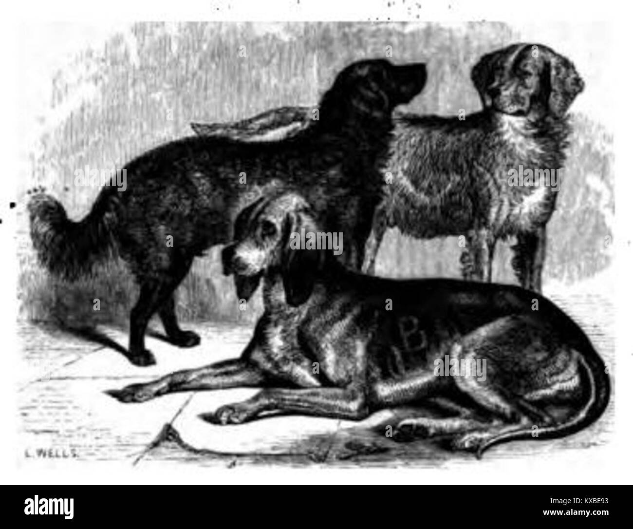 Breeds of dogs hi-res stock photography and images - Alamy