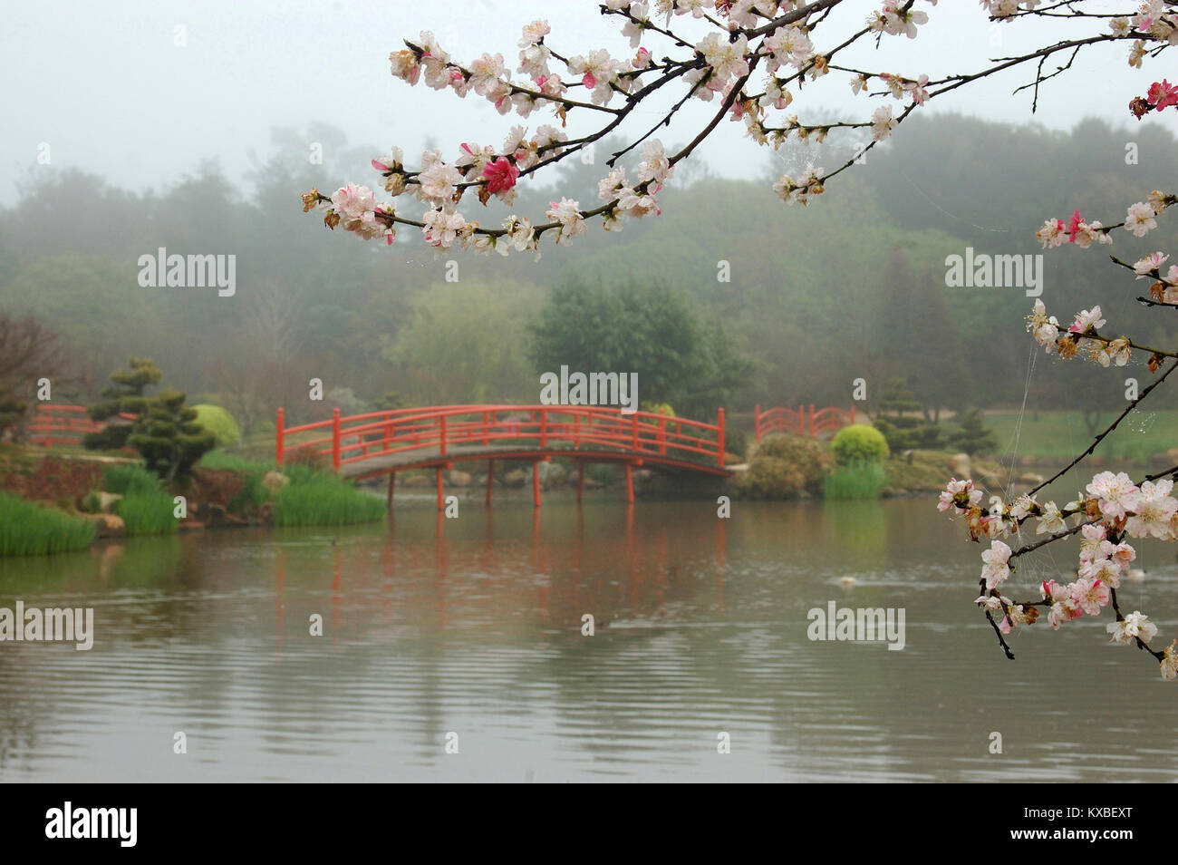 Nikki bridges in Japanese Garden, Toowoomba, Queensland, Australia ...