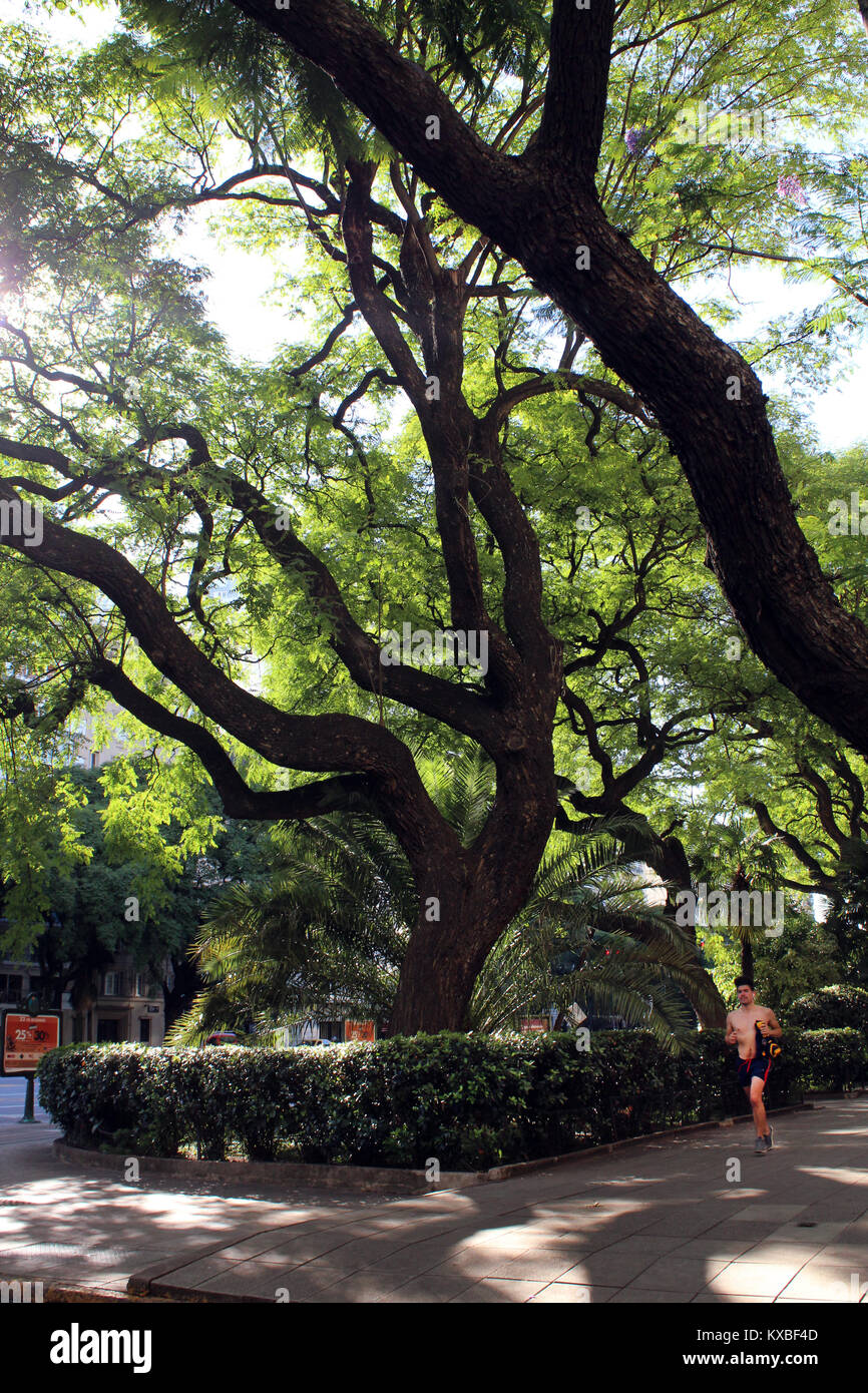View of Buenos Aires, Argentina, trees in Libertador avenue with runner ...