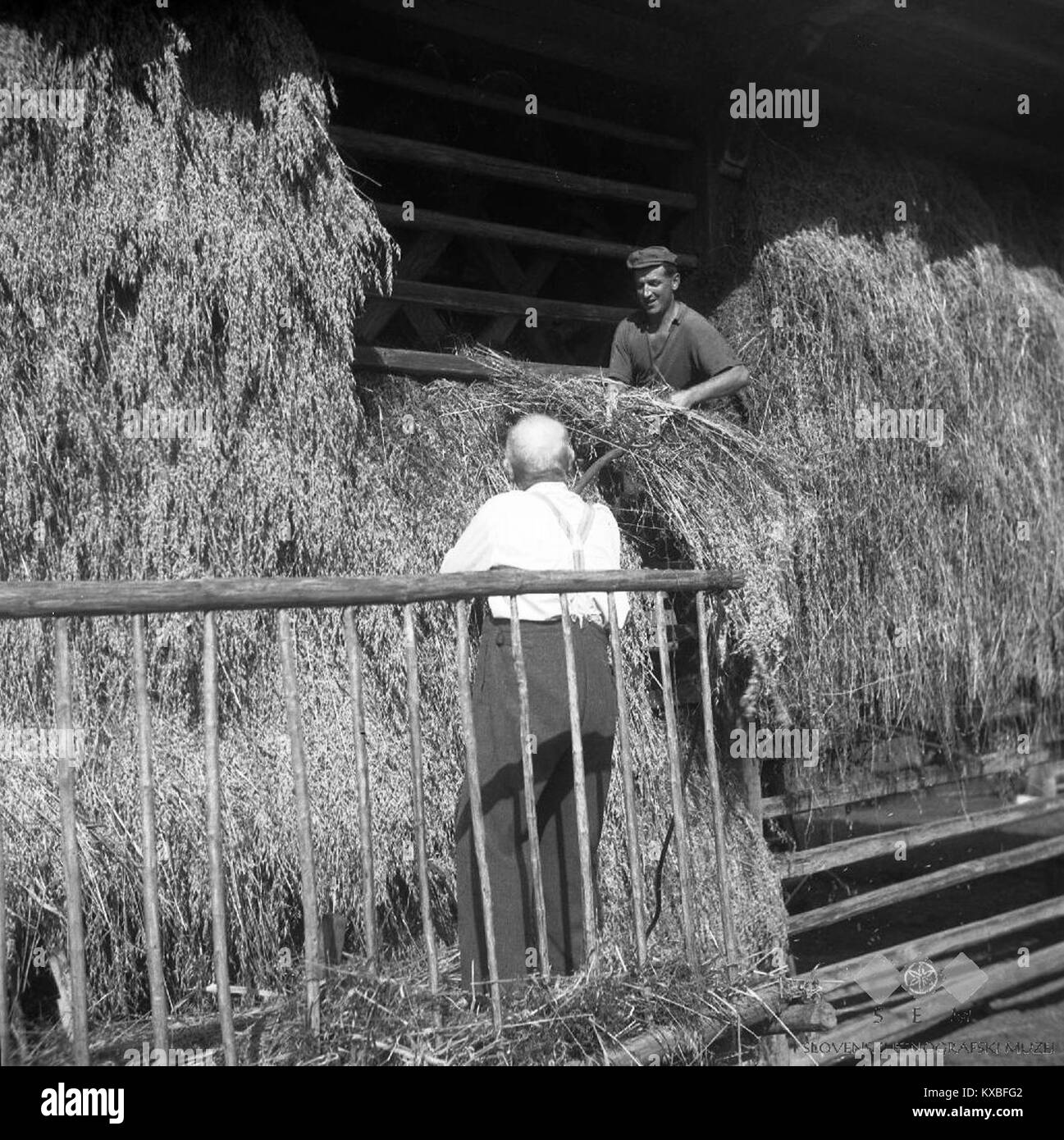 A historical photograph of the process of bundling and stacking oats in ...