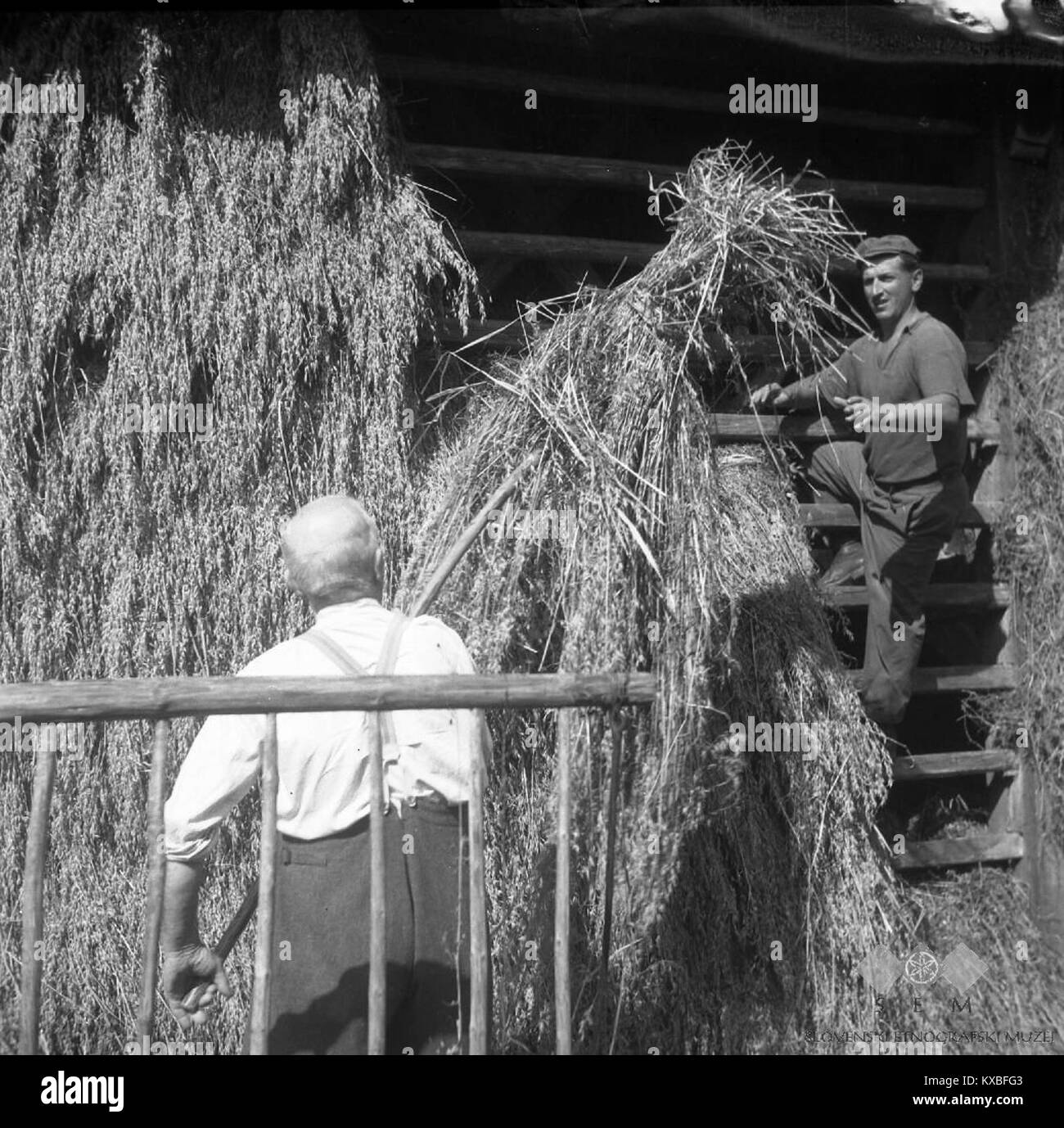 A 1960 photograph captures farmers harvesting and drying oats using a ...